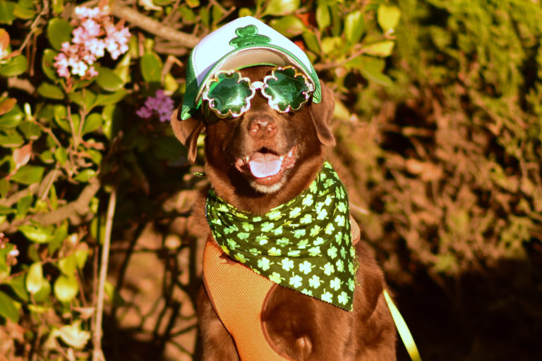 Ripley A Wonderful Dog