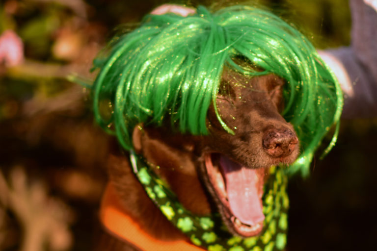 Ripley – A wonderful dog.